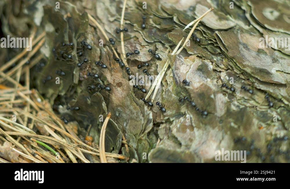 Silky ants (Formica Fusca) move on the nest, anthill with silky ants in ...