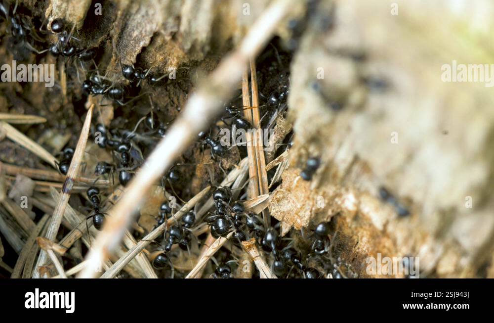 Silky ants (Formica Fusca) move on the nest, anthill with silky ants in ...