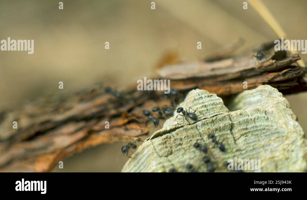 Silky ants (Formica Fusca) move on the nest, anthill with silky ants in ...