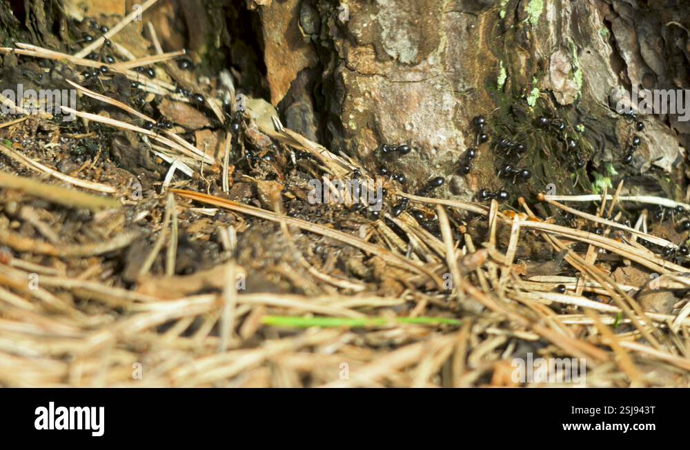 Silky ants (Formica Fusca) move on the nest, anthill with silky ants in ...