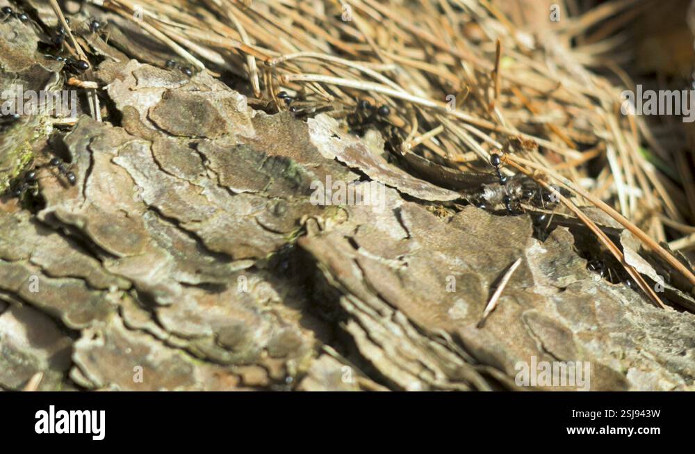 Silky ants (Formica Fusca) move on the nest, anthill with silky ants in ...