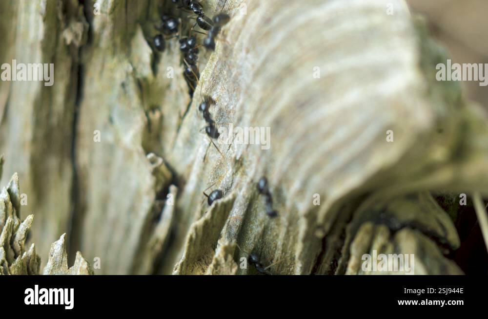 Silky ants (Formica Fusca) move on the nest, anthill with silky ants in ...