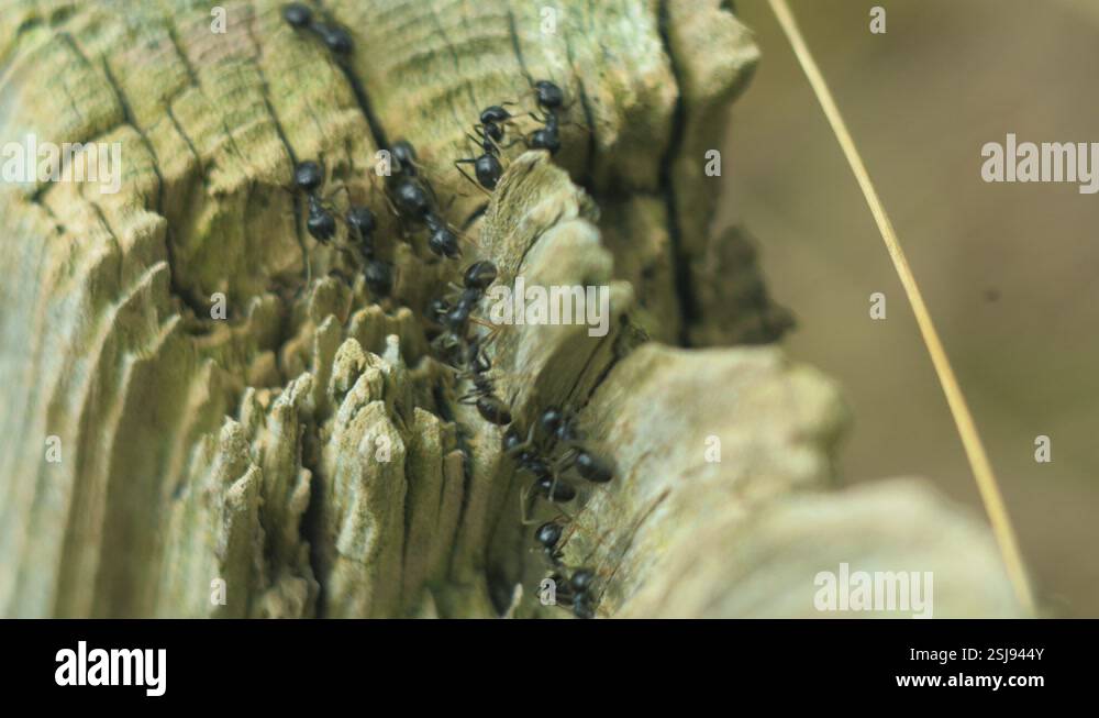 Silky ants (Formica Fusca) move on the nest, anthill with silky ants in ...