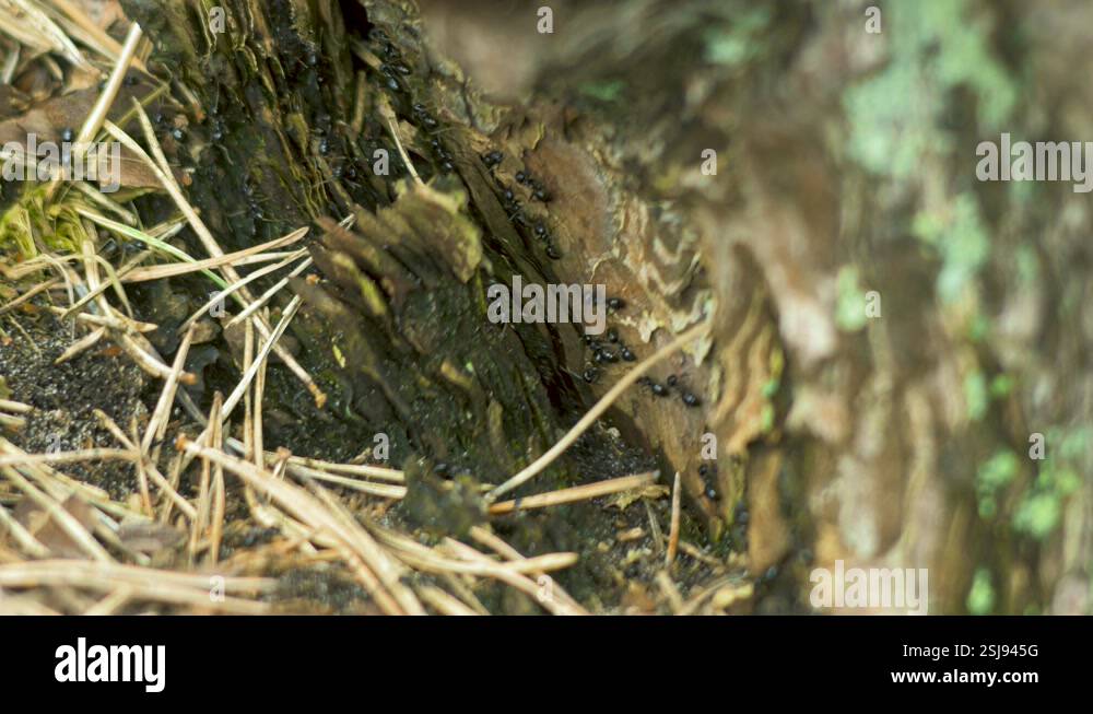 Silky ants (Formica Fusca) move on the nest, anthill with silky ants in ...