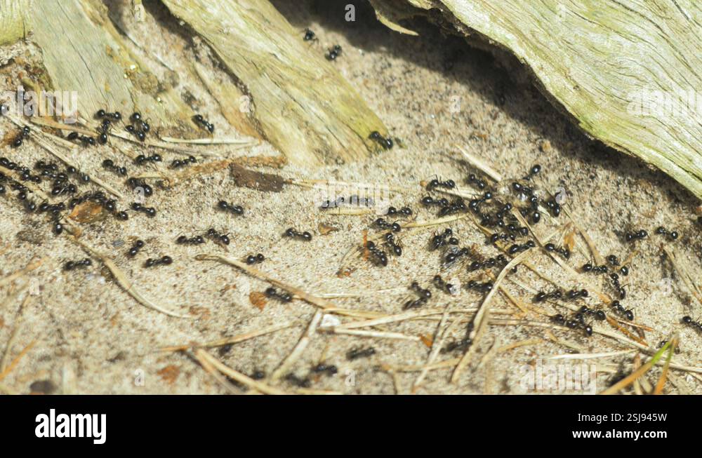 Silky ants (Formica Fusca) move on the nest, anthill with silky ants in ...