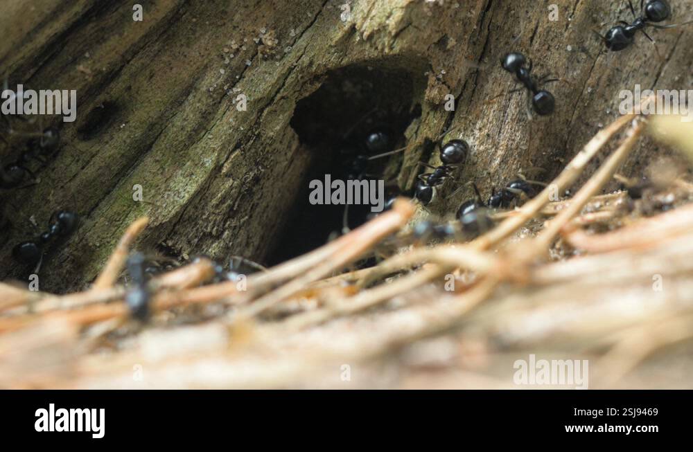Silky ants (Formica Fusca) move on the nest, anthill with silky ants in ...