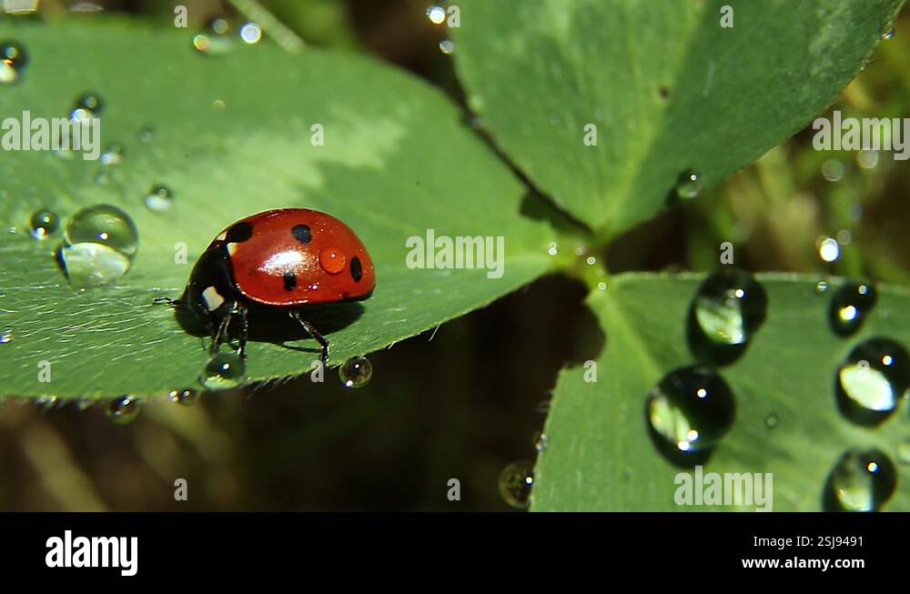 Ladybug on a clover leaf. Ladybug and drops of dew or rain on a clover ...