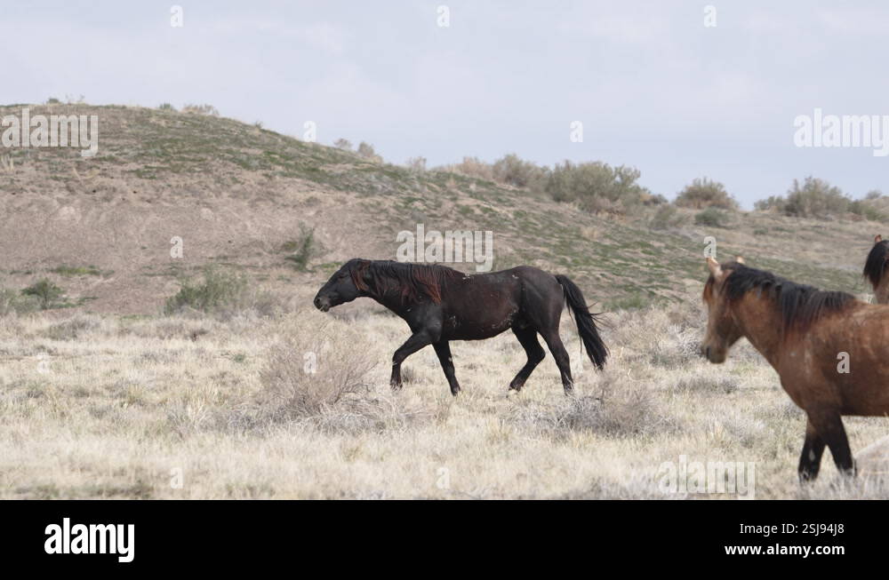 Wild horse snaking past group of others Stock Video Footage - Alamy