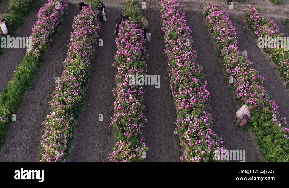 Rose picking in the Rose Valley. Field of roses aerial view. Rose ...