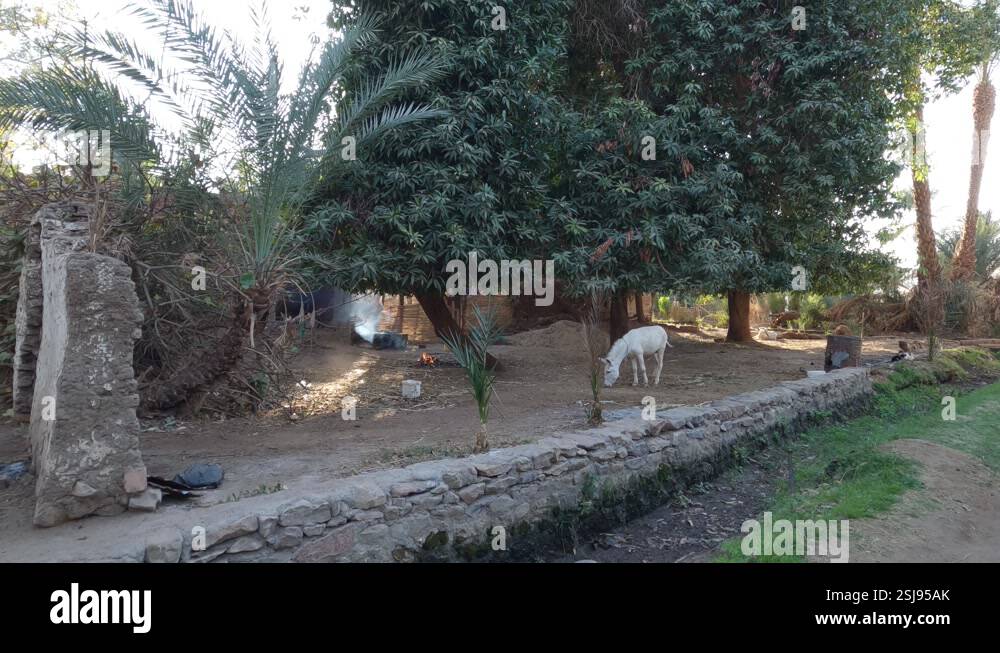 Rare white donkey free in nature on the Elephantine island, Aswan ...