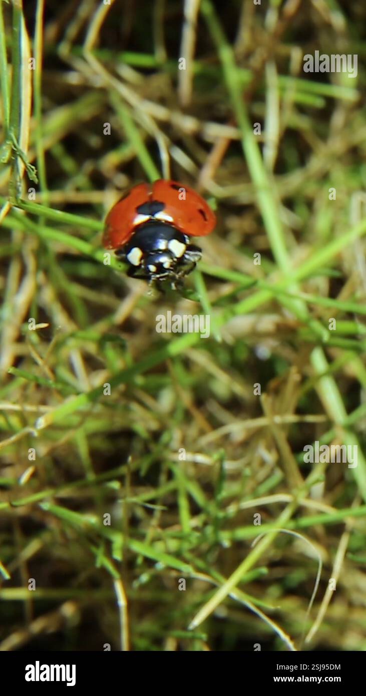Ladybug crawls up and takes off. The beetle is red in the wild. asmr ...