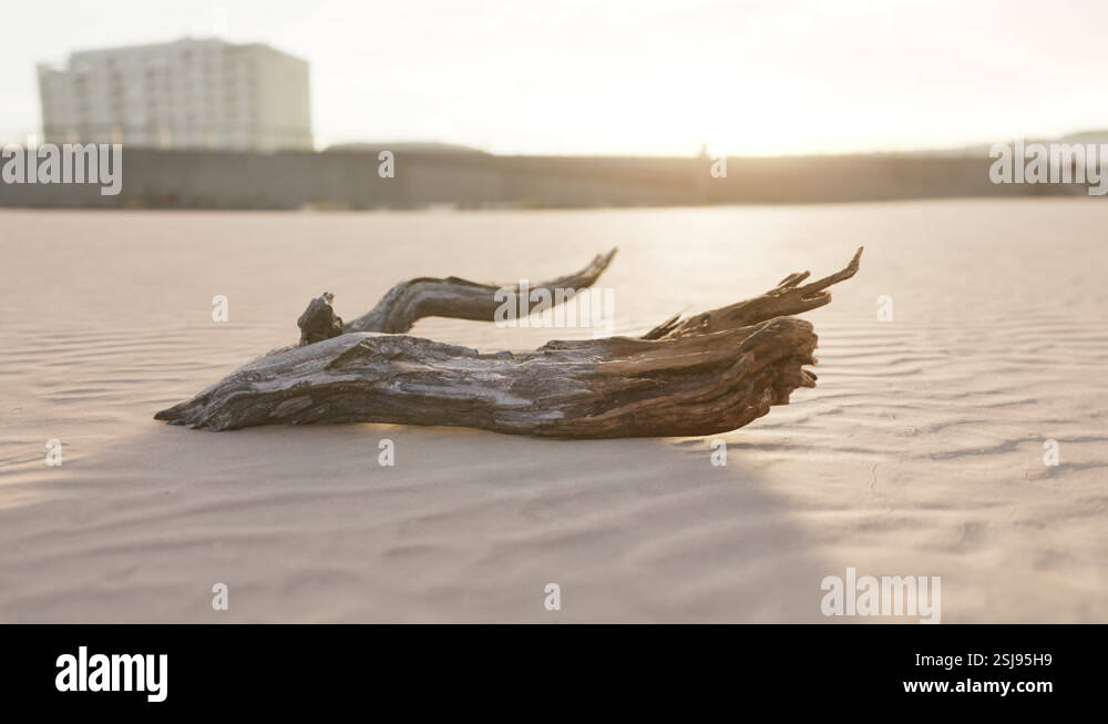 piece of an old root is lying in the sand of the beach Stock Video ...