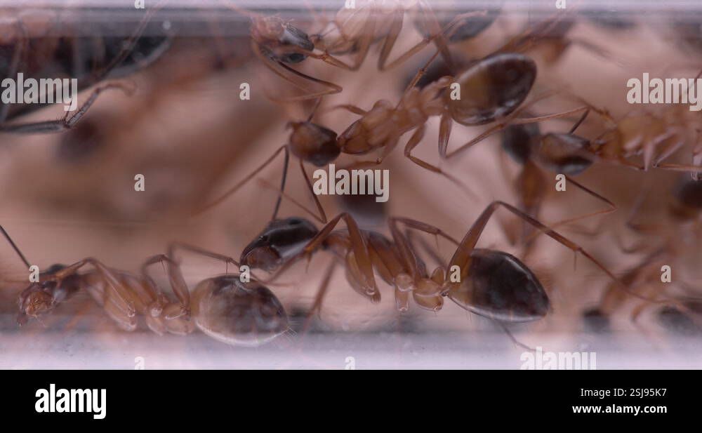 Ant colony Camponotus fellah under the microscope, family Formicidae ...