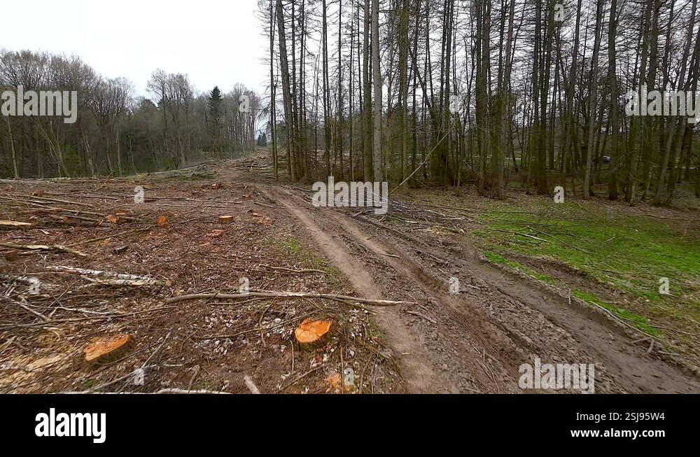 Aerial flying over dirt forest road revealing sawn timber, stumps, and ...