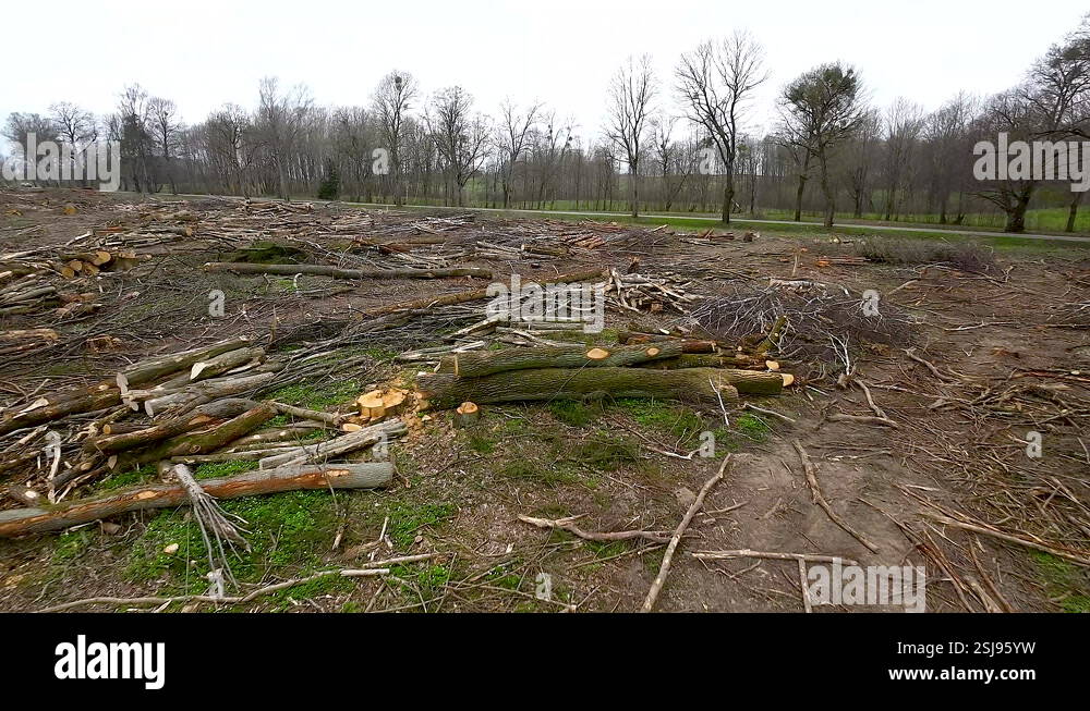 Aerial flying forward over a felled forest with cut off logs and tree ...