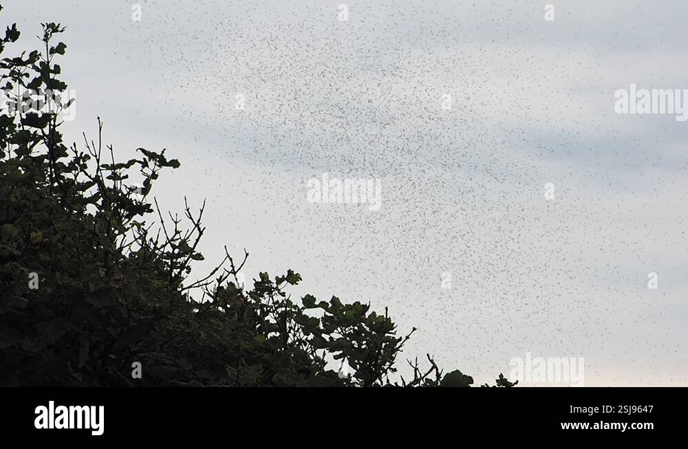A slow motion swarm of flying insects on St Catherines Down on the Isle ...