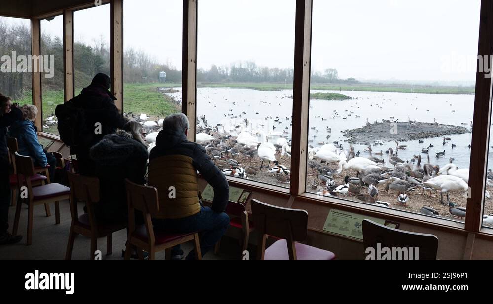 People watching Ducks, geese and Whooper Swans feeding on grain ...