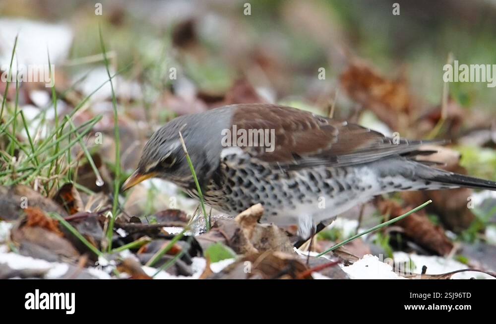 Fieldfare, Turdus pilaris feeding on apples in a garden in Ambleside ...