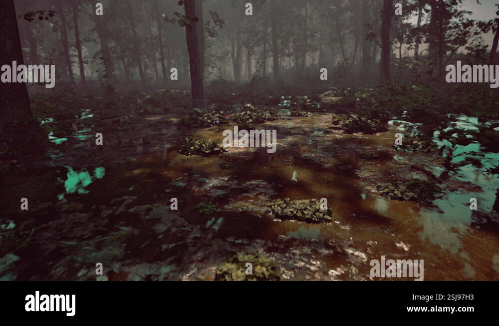 Mystic foggy swamp with trees Stock Video Footage - Alamy