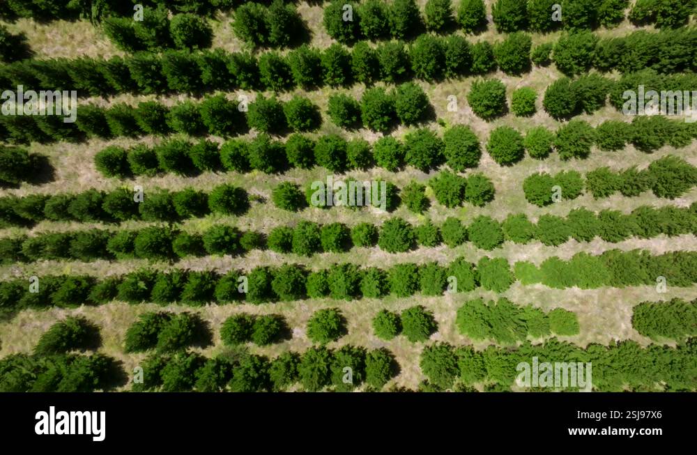 Symmetrical rows of pine trees at tree plantation, aerial rising top ...