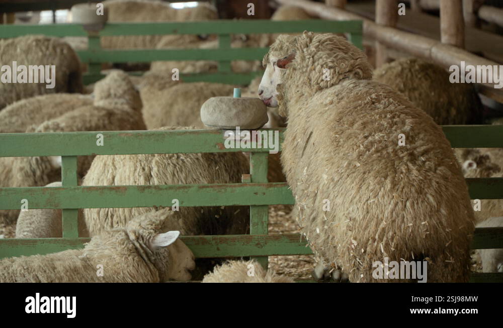 Herd of many Merino wool sheep inside wooden barn in ranch or farm ...