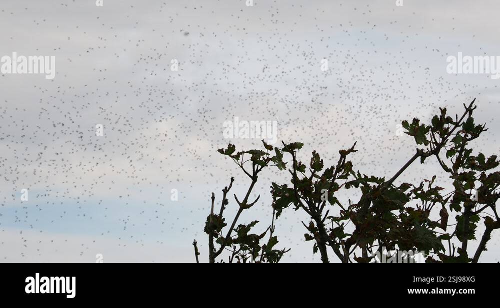 A swarm of flying insects on St Catherines Down on the Isle of White ...