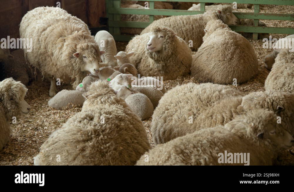 Merino Herd of sheeps in barn. Sheeps with lamb together Stock Video ...