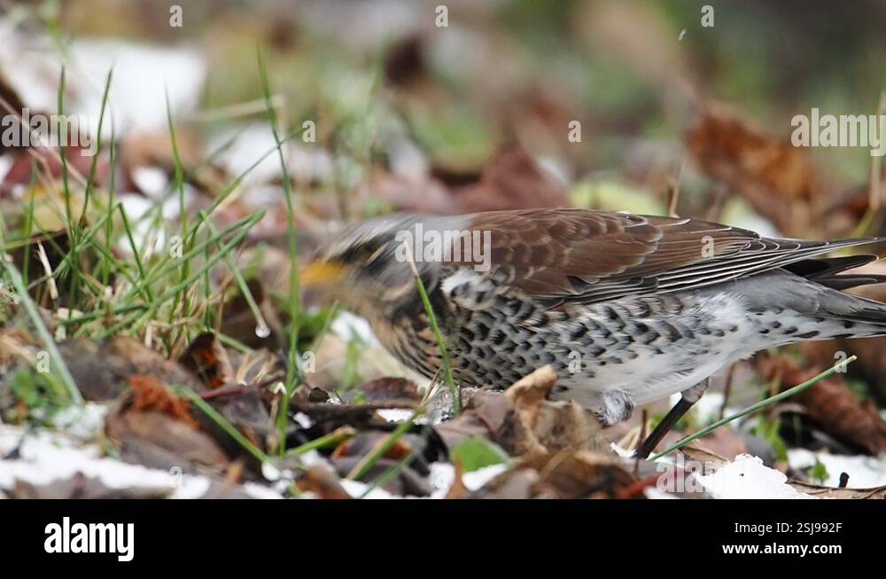 Fieldfare, Turdus pilaris feeding on apples in a garden in Ambleside ...