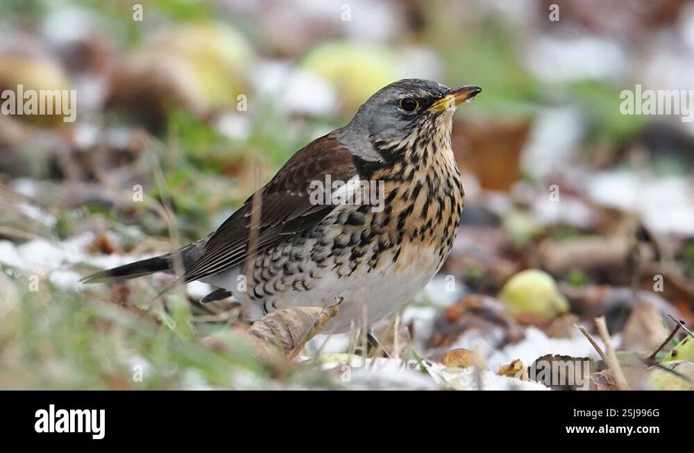 Fieldfare, Turdus pilaris feeding on apples in a garden in Ambleside ...