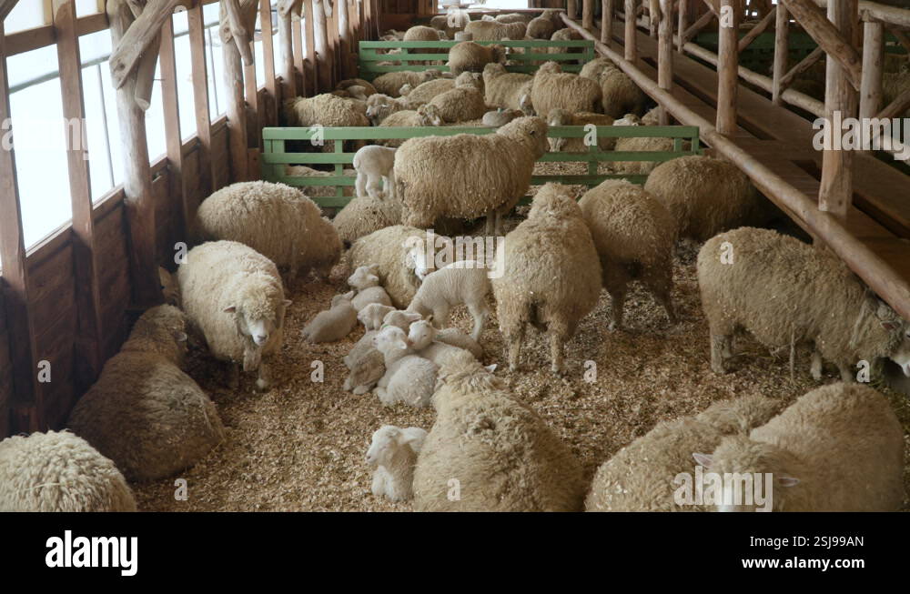 Herd of Merino sheep in a large barn full of baby and adult sheeps ...