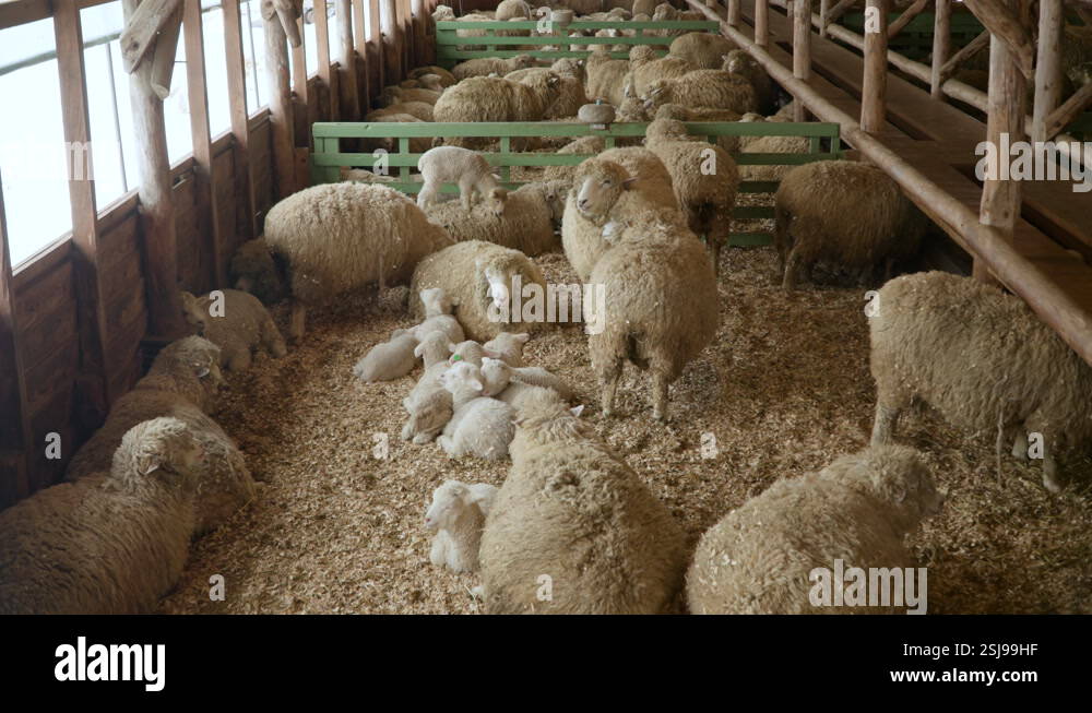 Herd of Merino wool sheep with many babies behind the wooden barn on a ...