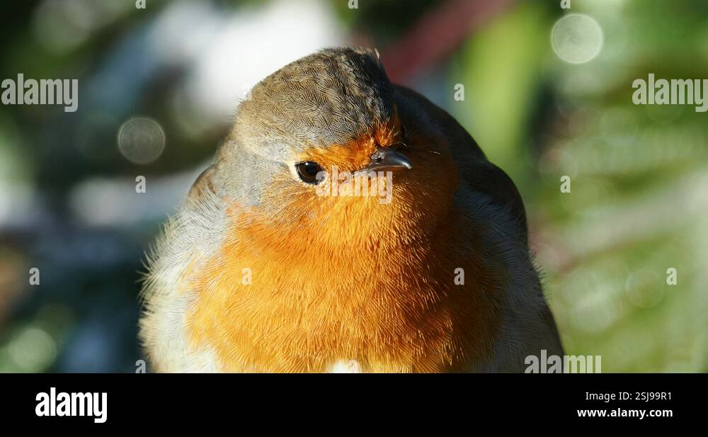 A Robin, Erithacus rubecula at Leighton Moss, Lancashire, UK Stock ...