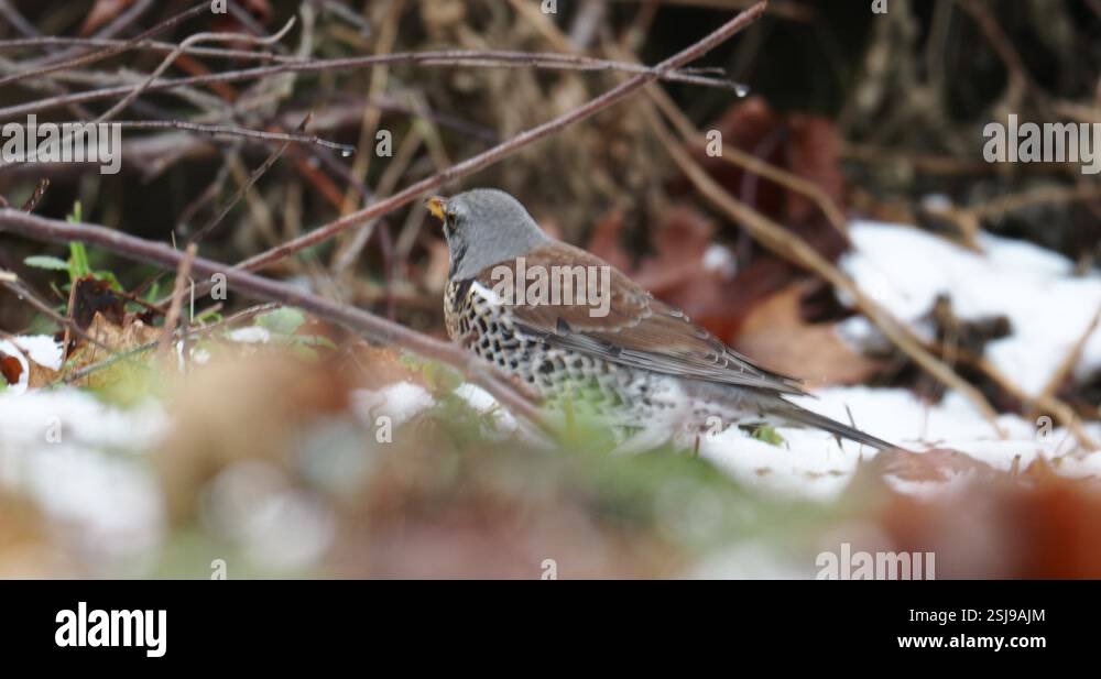 Fieldfare, Turdus pilaris feeding on apples in a garden in Ambleside ...