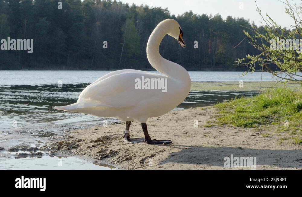 Majestically looking swan on the shore of a lake Stock Video Footage ...