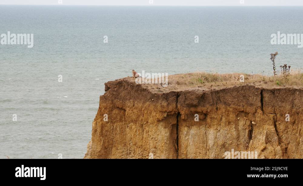 A Common Kestrel; Falco tinnunculus on coastal cliffs at Atherfield ...