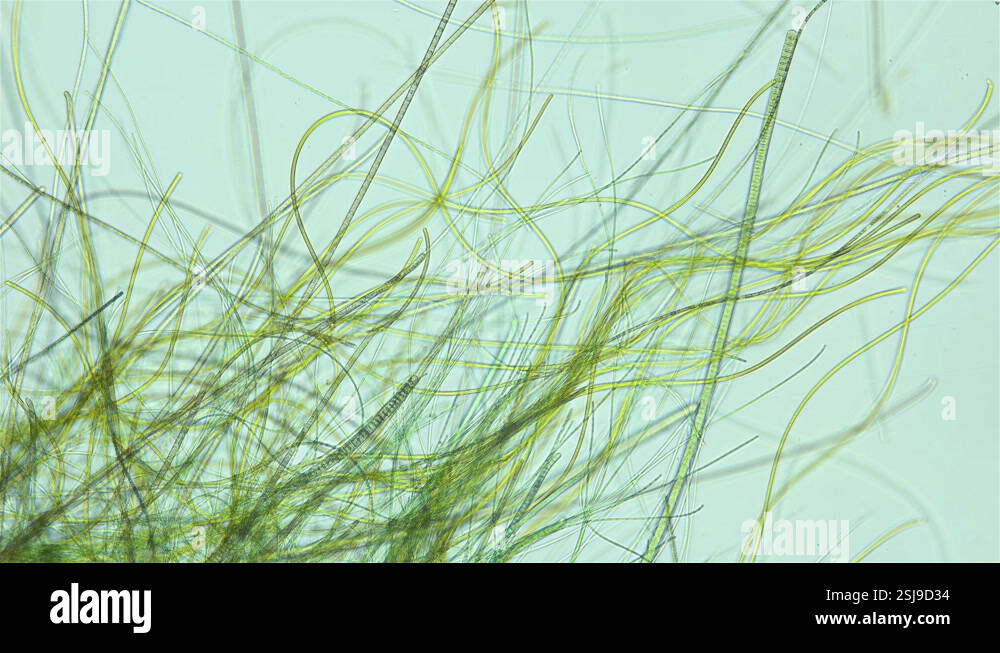 Movement of Cyanobacteria and Chlorobia under a microscope, domain ...