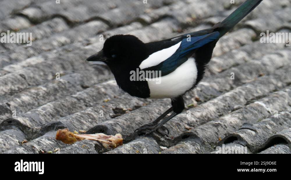 A Magpie, Pica pica feeding on chicken bones on a garge roof in Ilkley ...