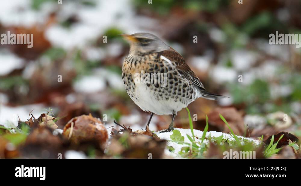 Fieldfare, Turdus pilaris feeding on apples in a garden in Ambleside ...