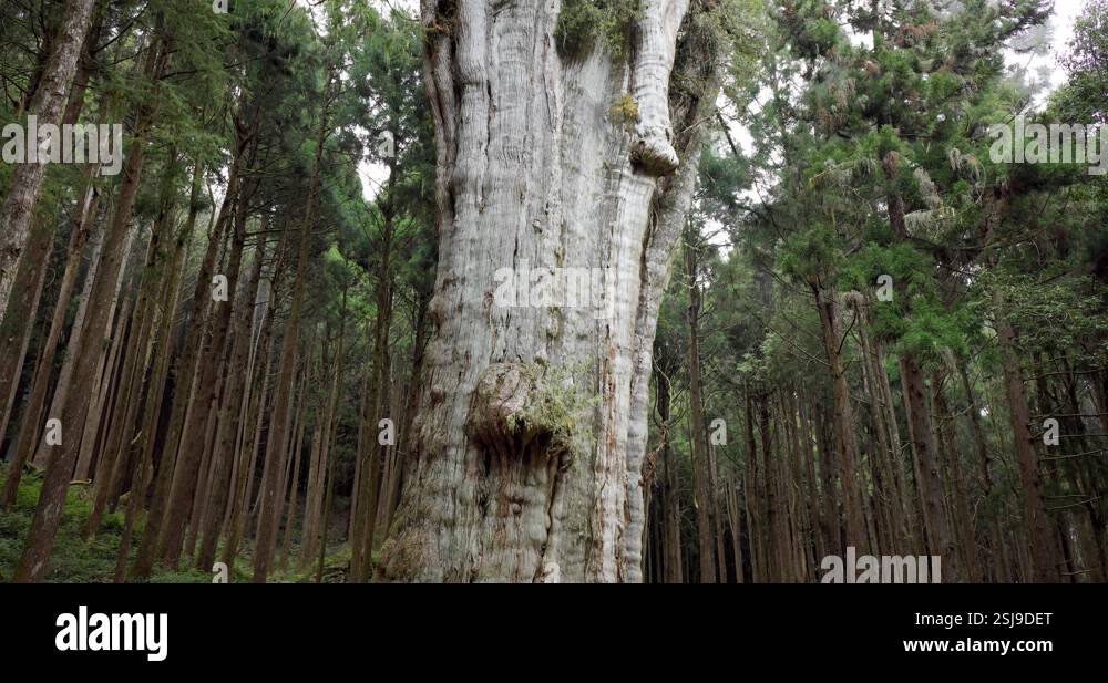 Alishan forest boasts massive ancient trees in alishan national forest ...