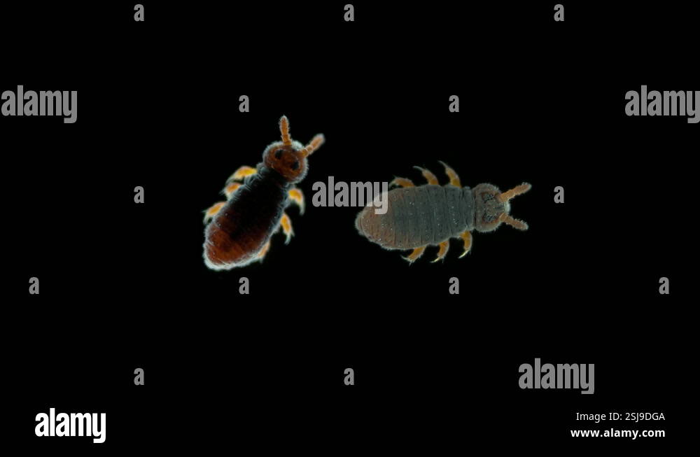 Insecta Collembola family Poduridae under a microscope, Order ...