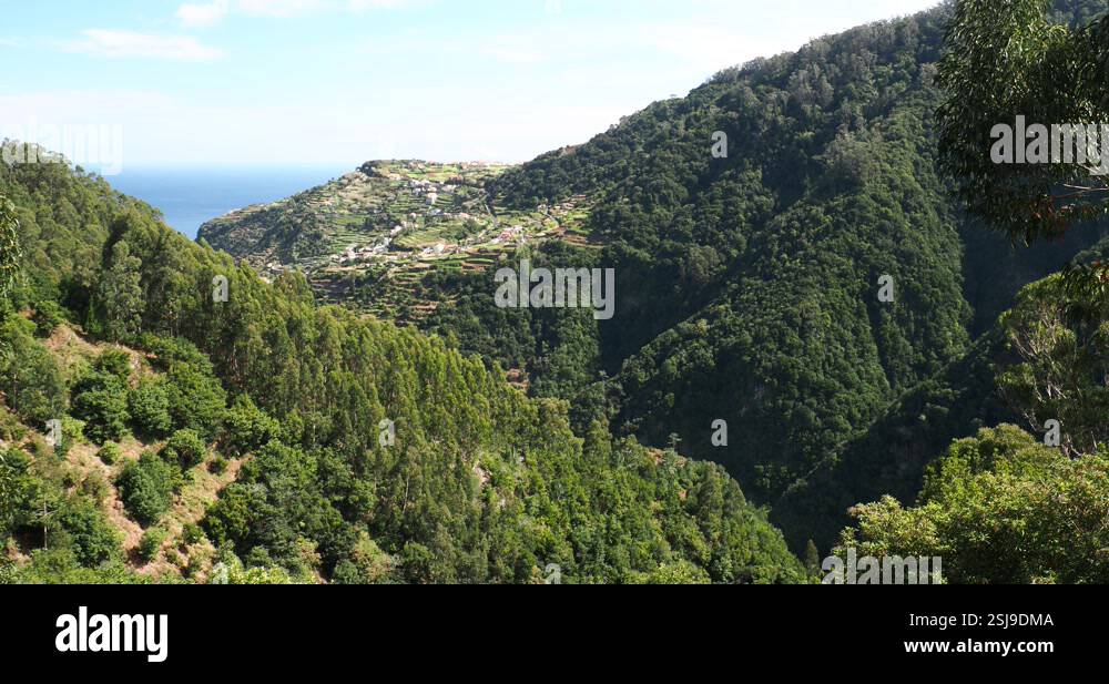 Native Laurel forest above Ribiera da Janella on Madeira Stock Video ...