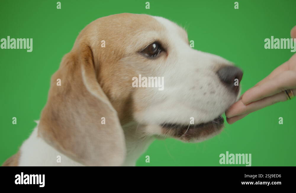 Close Up Of Young Beagle Taking Food From Hand On Green Background ...