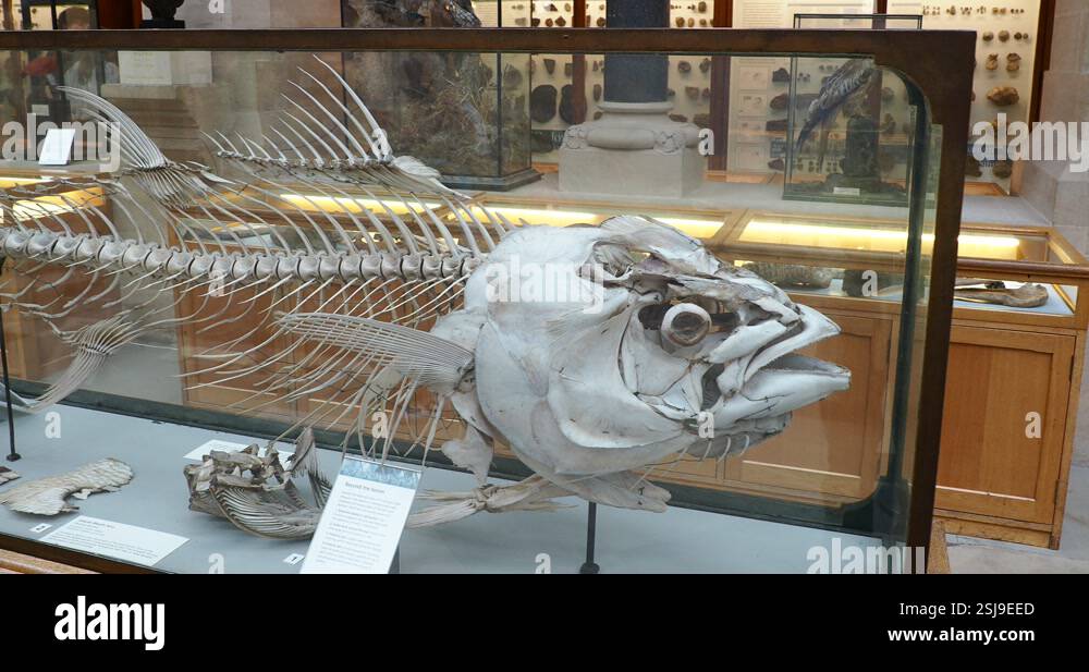The skeleton of a large Tuna fish in the Oxford University Museum of ...