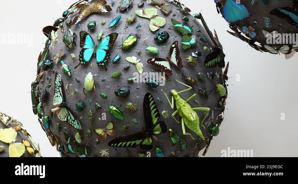 Insect biodiversity in the Oxford University Museum of Natural History ...