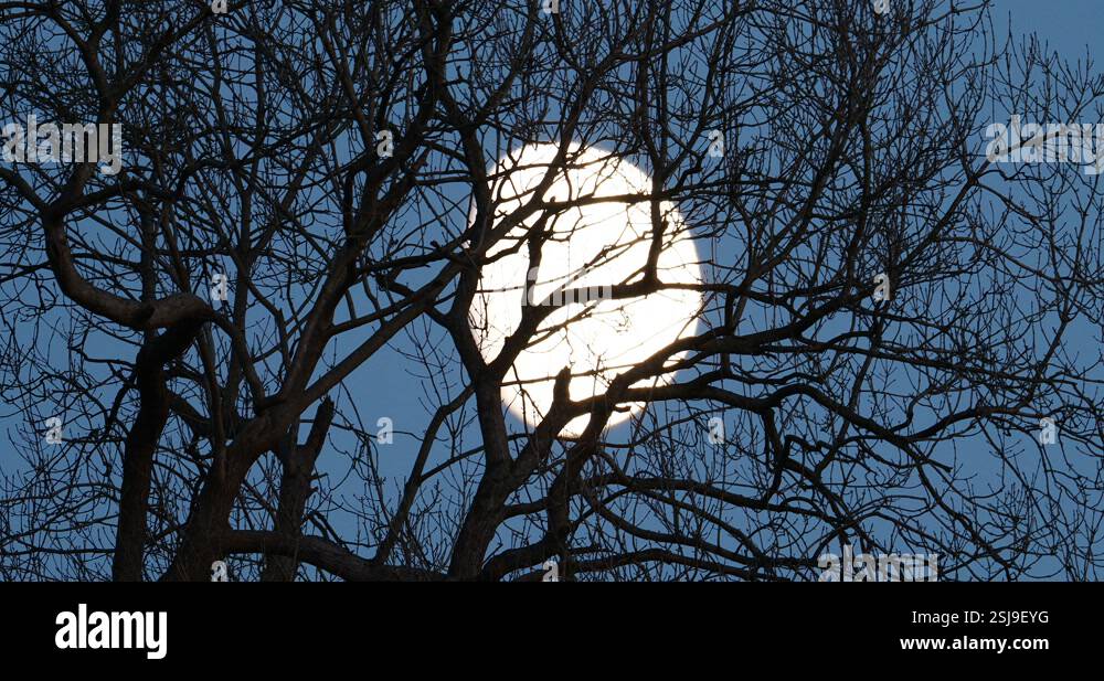 The moon rising through a tree over Ambleside, Lake District, UK Stock ...
