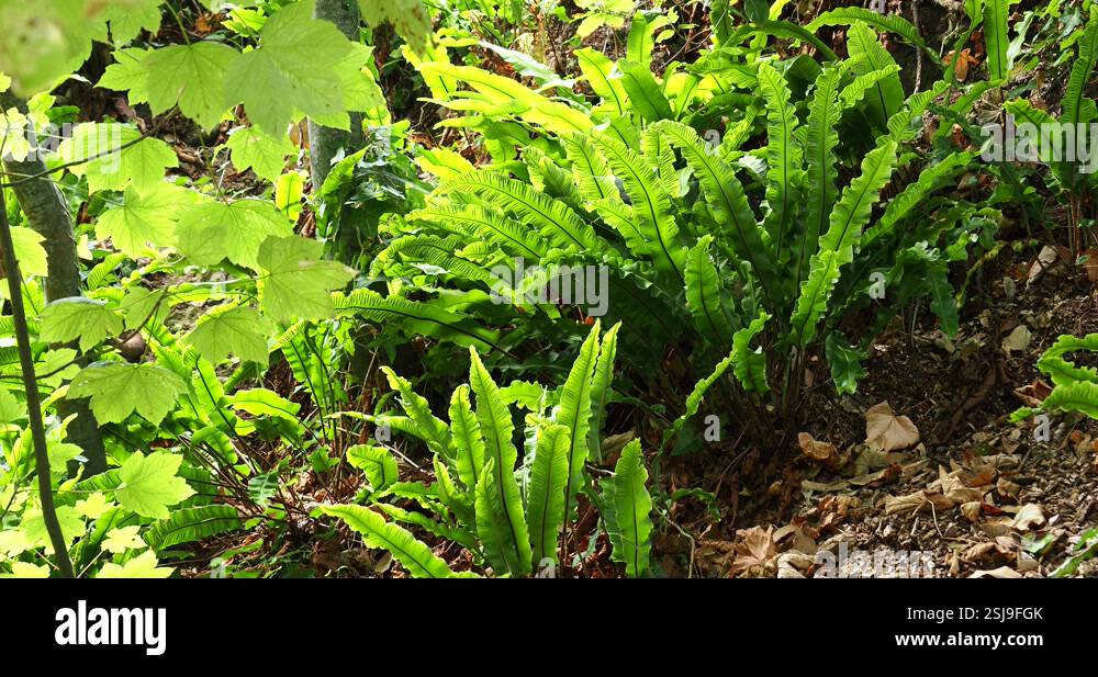 Hart's Tongue Fern, Asplenium scolopendrium on the west tip of the Isle ...