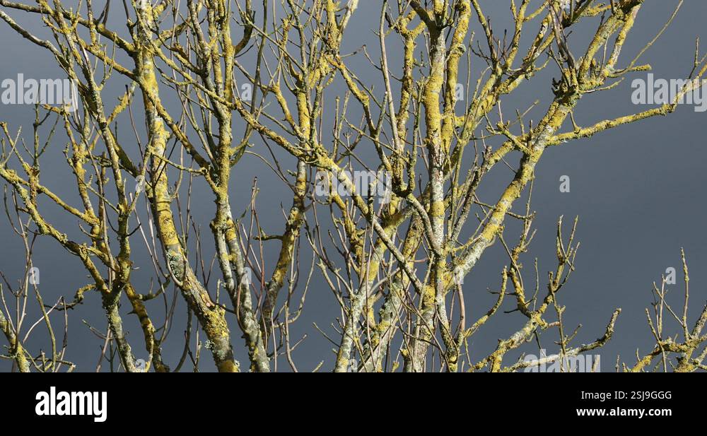 A dead lichen covered tree in sunlight with dark skies behind at ...