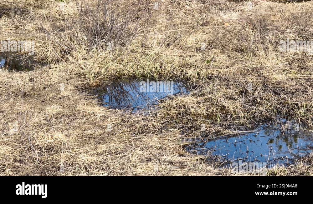 Detailed view of the karst funnel in Jõempa karst area located in the ...