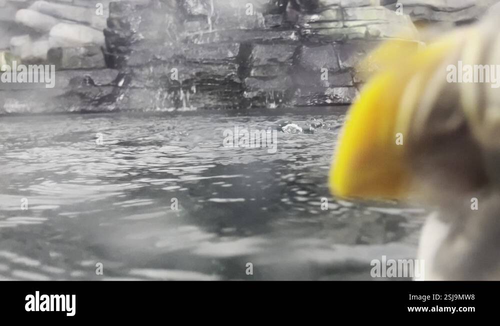 Sea diving bird with black and white plumage swims in the water close ...