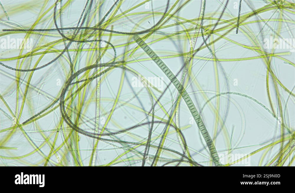 Movement of Cyanobacteria and Chlorobia under a microscope, domain ...